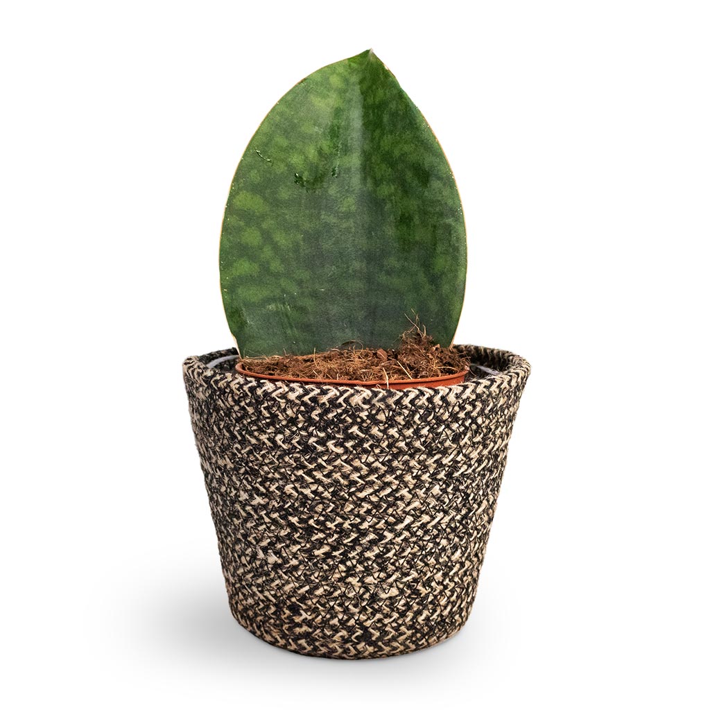 Sansevieria masoniana Victoria - Shark Fin Snake Plant | Hortology ...