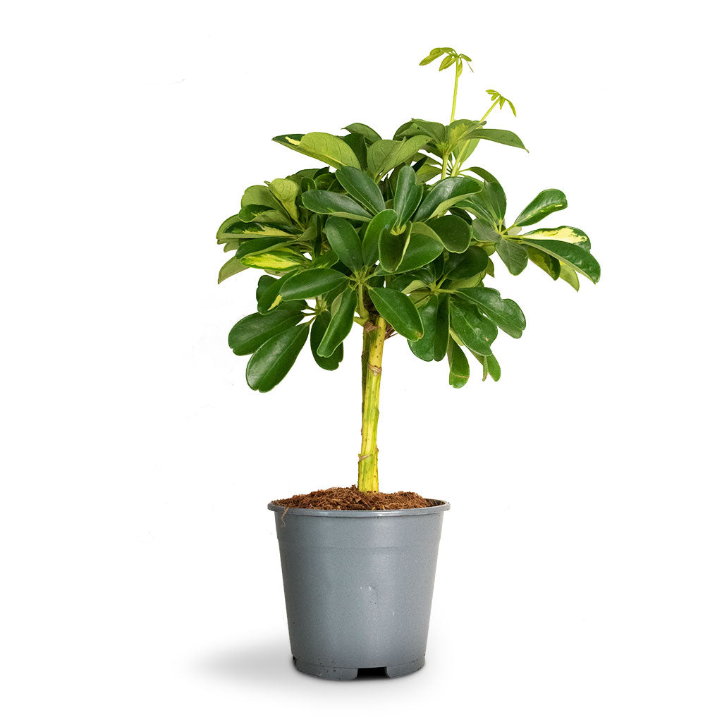 Schefflera Gold Capella - Dwarf Umbrella Tree - Stemmed | Hortology ...