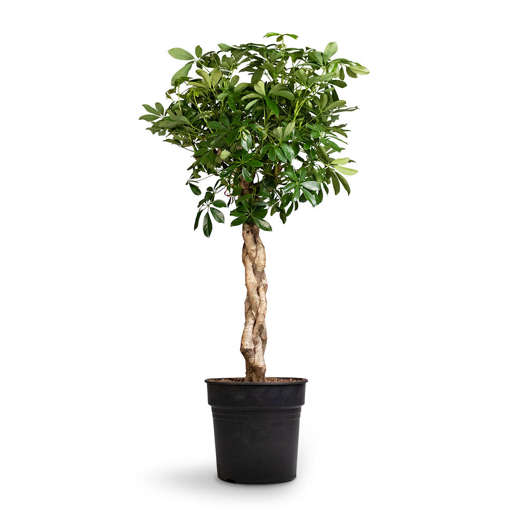 Schefflera arboricola Compacta - Dwarf Umbrella Tree | Hortology ...