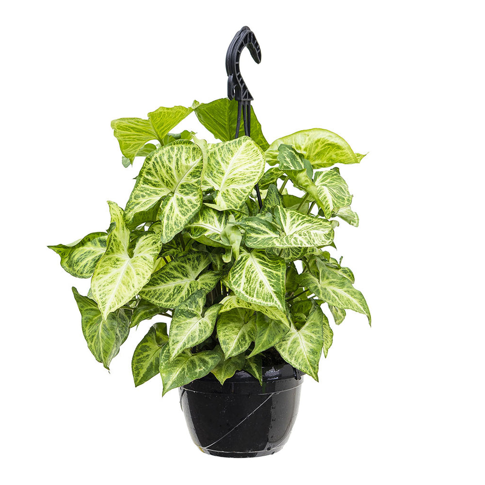 Syngonium nephthytis Arrow - Arrow Plant - Quality Plants| Hortology ...