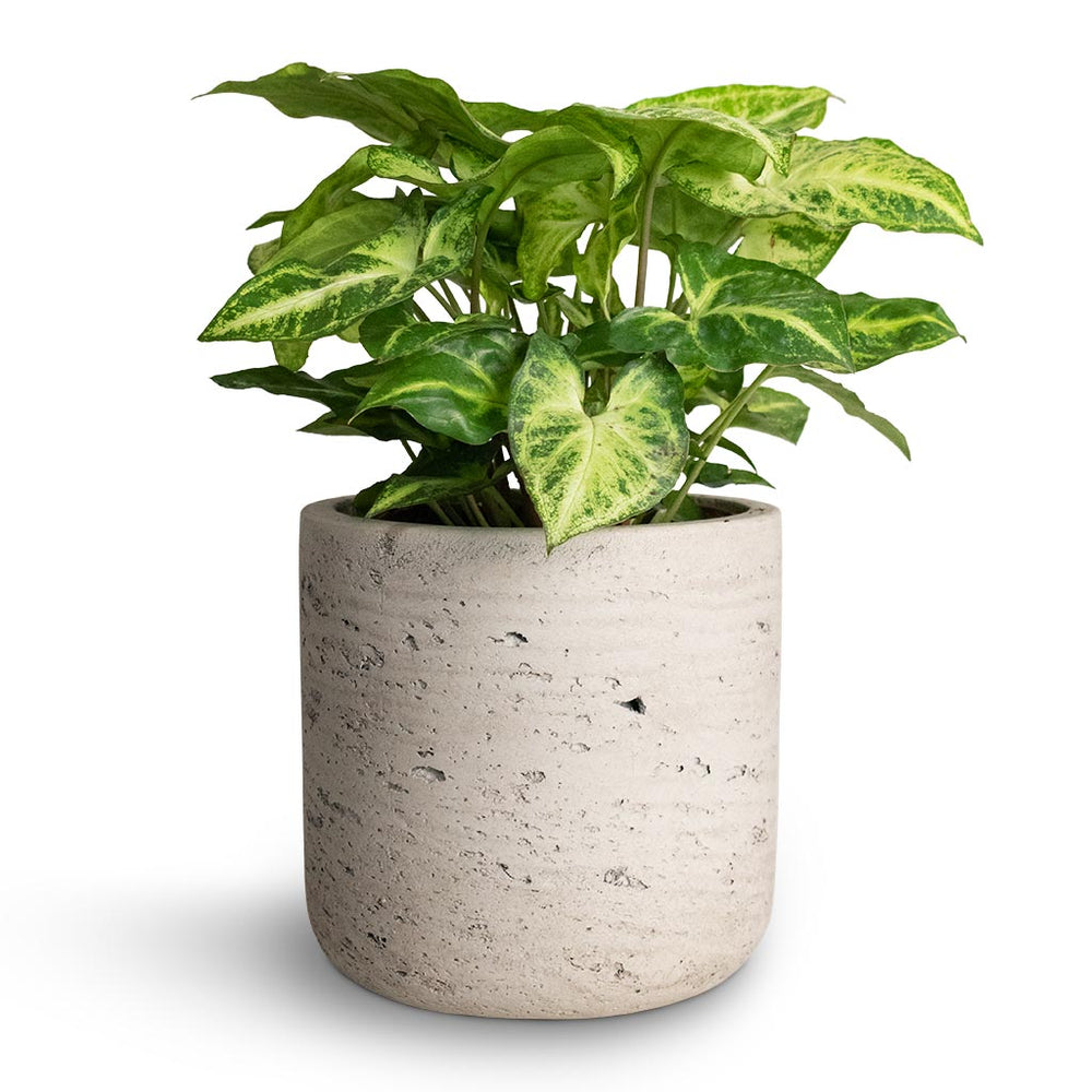 Syngonium nephthytis Arrow - Arrow Plant - Quality Plants| Hortology ...
