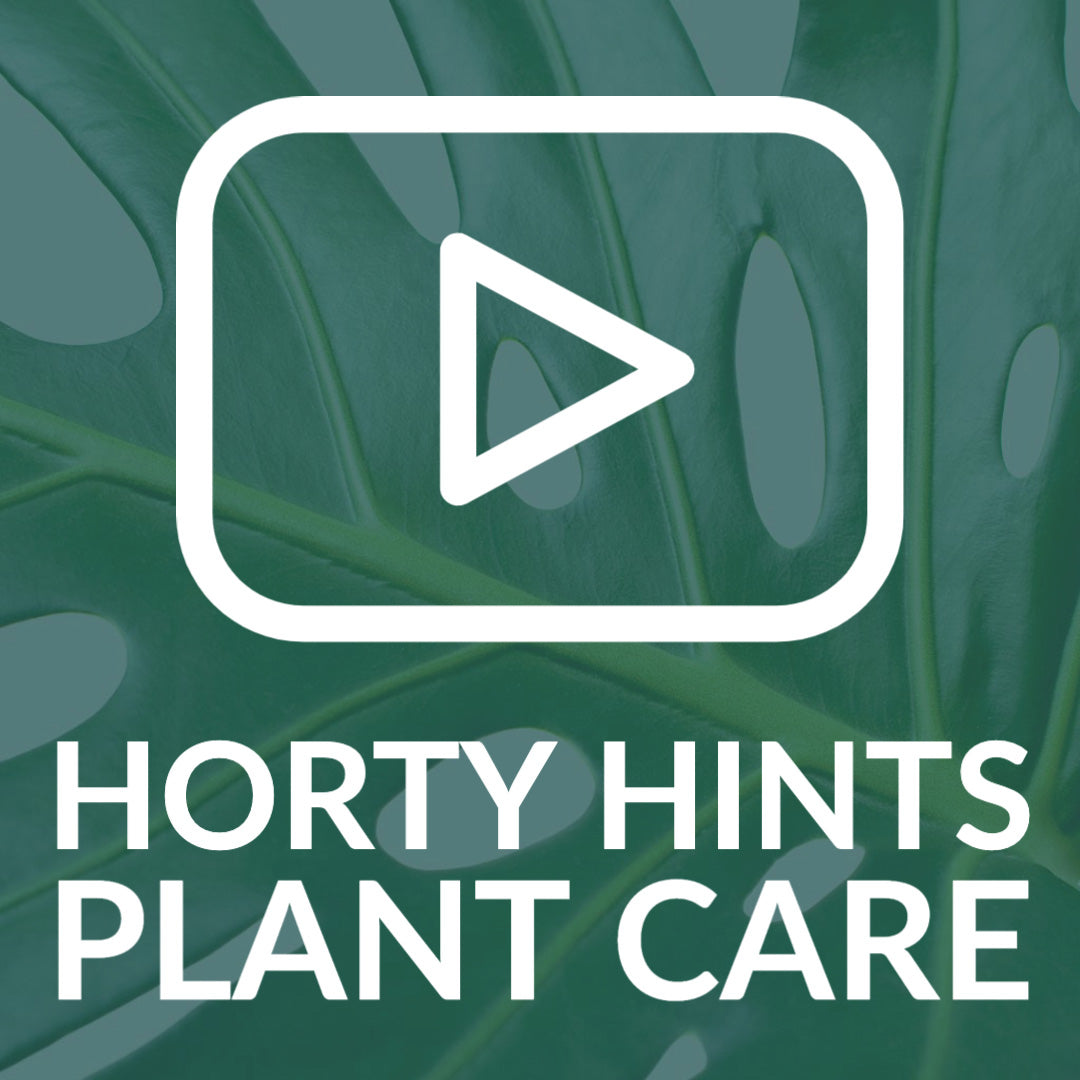 Maranta leuconeura var. erythroneura - Herringbone Plant | Hortology ...