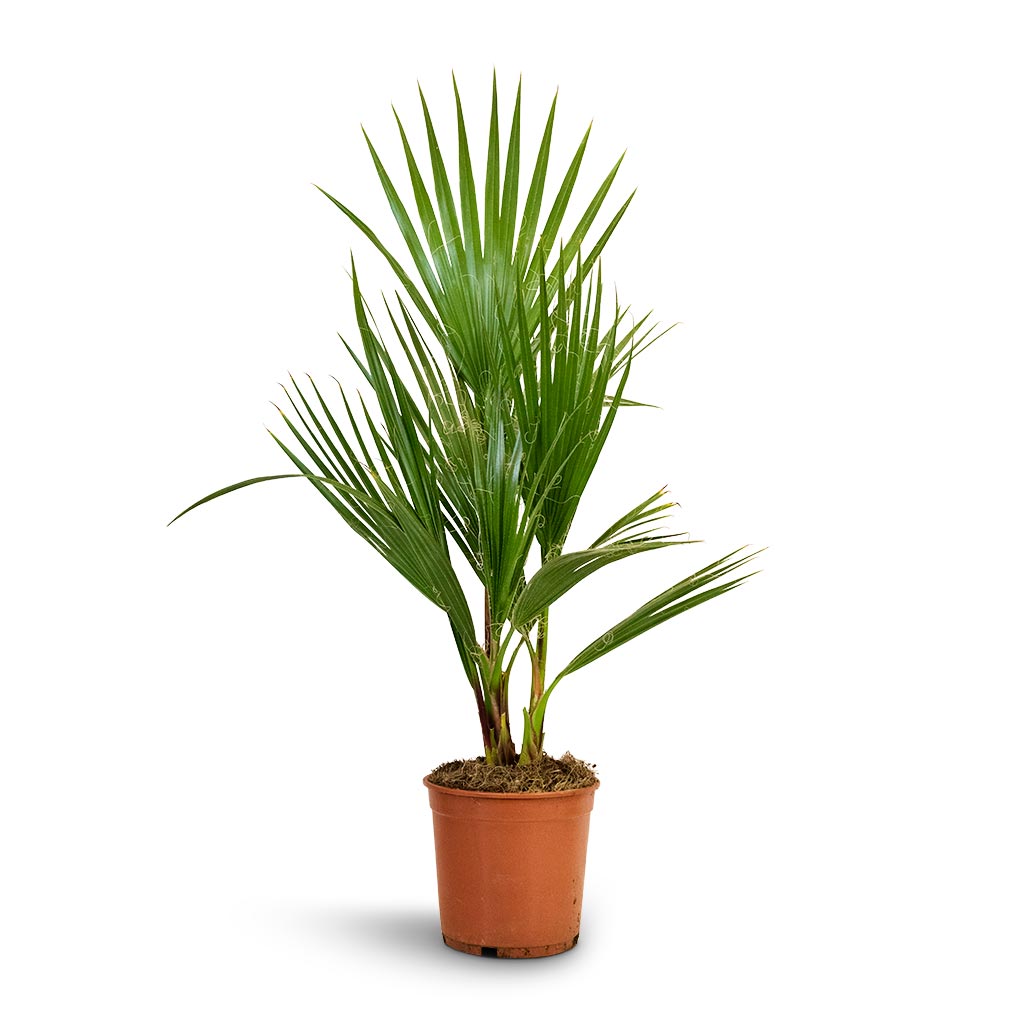 Washingtonia robusta - Mexican Fan Palm - Indoor Palms | Hortology ...