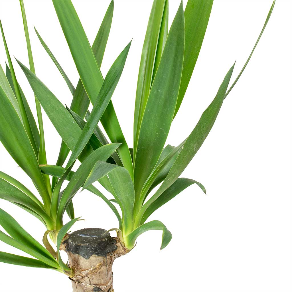 Yucca elephantipes - Spineless Yucca Houseplants | Hortology - HORTOLOGY