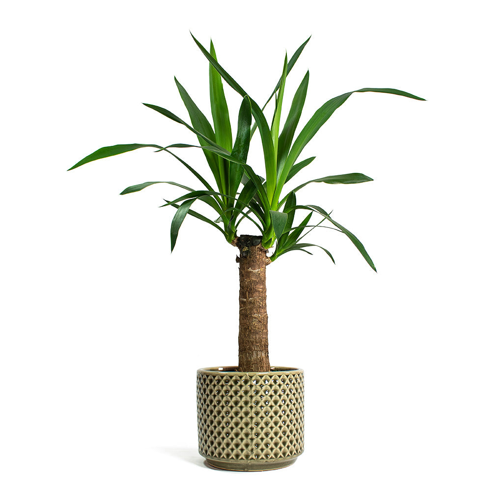 Yucca elephantipes - Spineless Yucca Houseplants | Hortology - HORTOLOGY