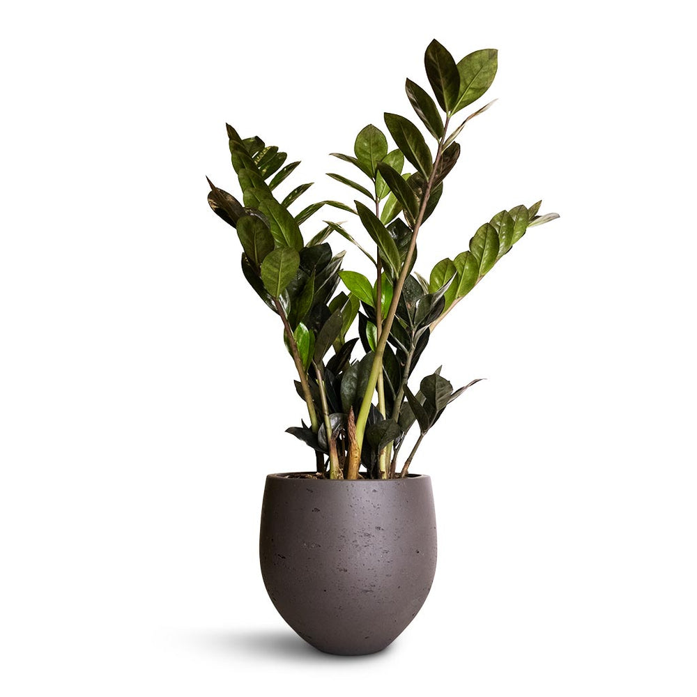 Zamioculcas zamiifolia Raven - Raven ZZ Plant - Jet-Black Raven ...