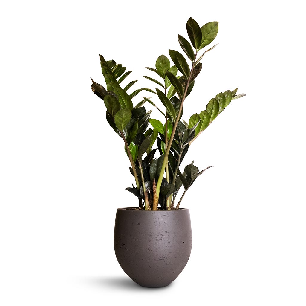 Zamioculcas zamiifolia Raven - Raven ZZ Plant - Jet-Black Raven ...