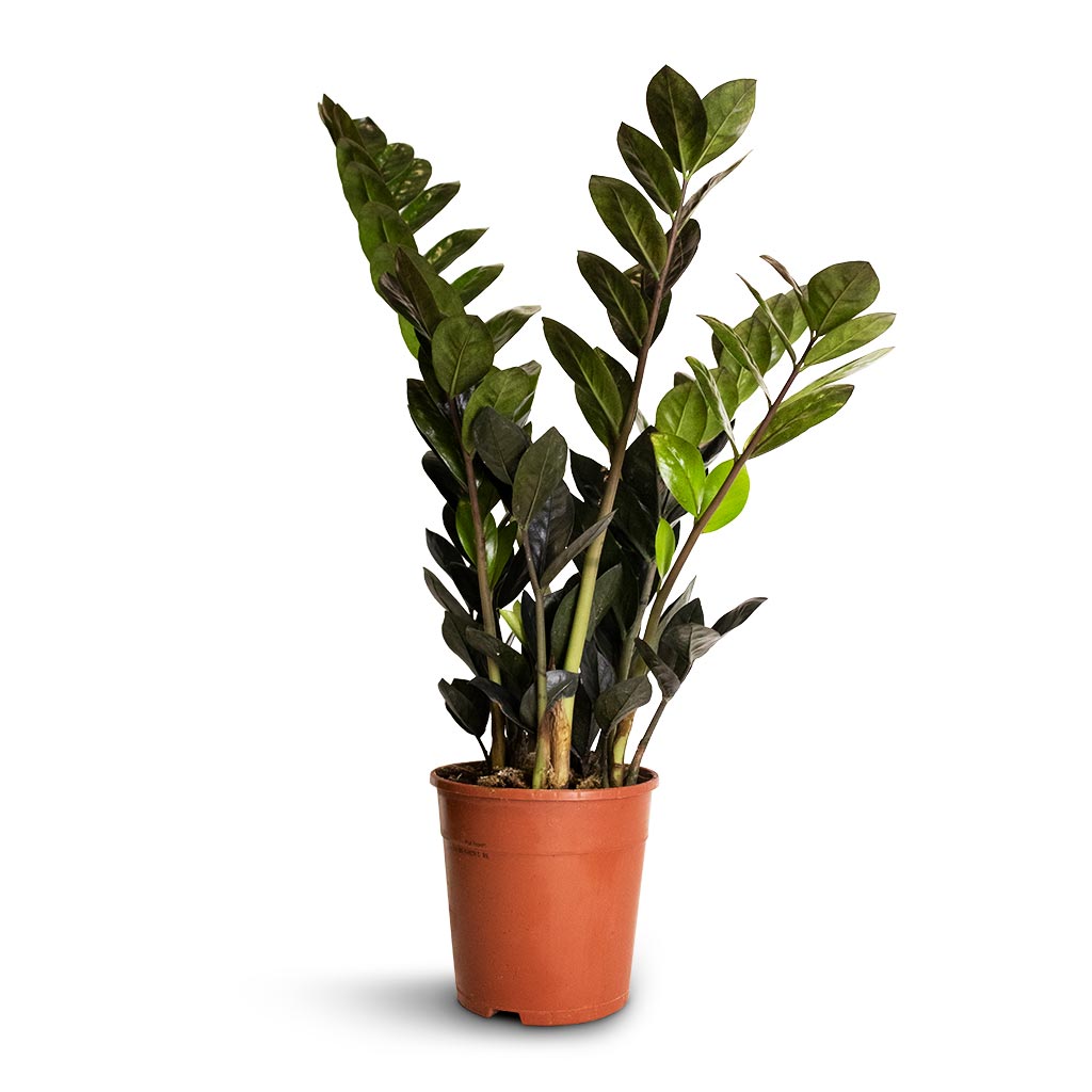 Zamioculcas zamiifolia Raven - Raven ZZ Plant - Jet-Black Raven ...