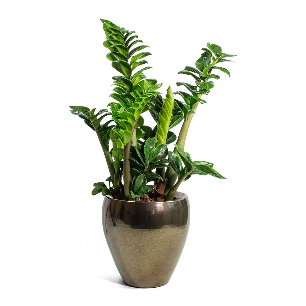 Zamioculcas zamiifolia Zenzi - ZZ Plant - Indoor Plants | Hortology ...