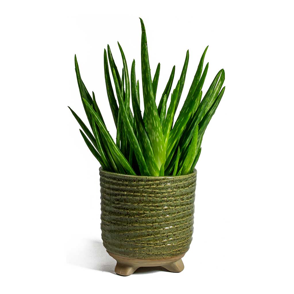 Aloe vera Clumb Houseplants - Purify Your Air | Hortology - HORTOLOGY