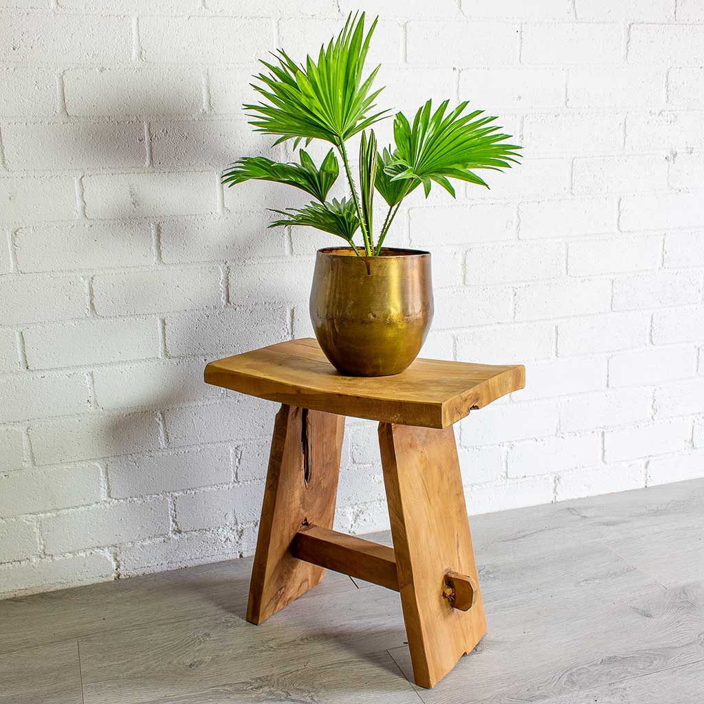 Livistona rotundifolia - Footstool Palm - Indoor Palms | Hortology ...