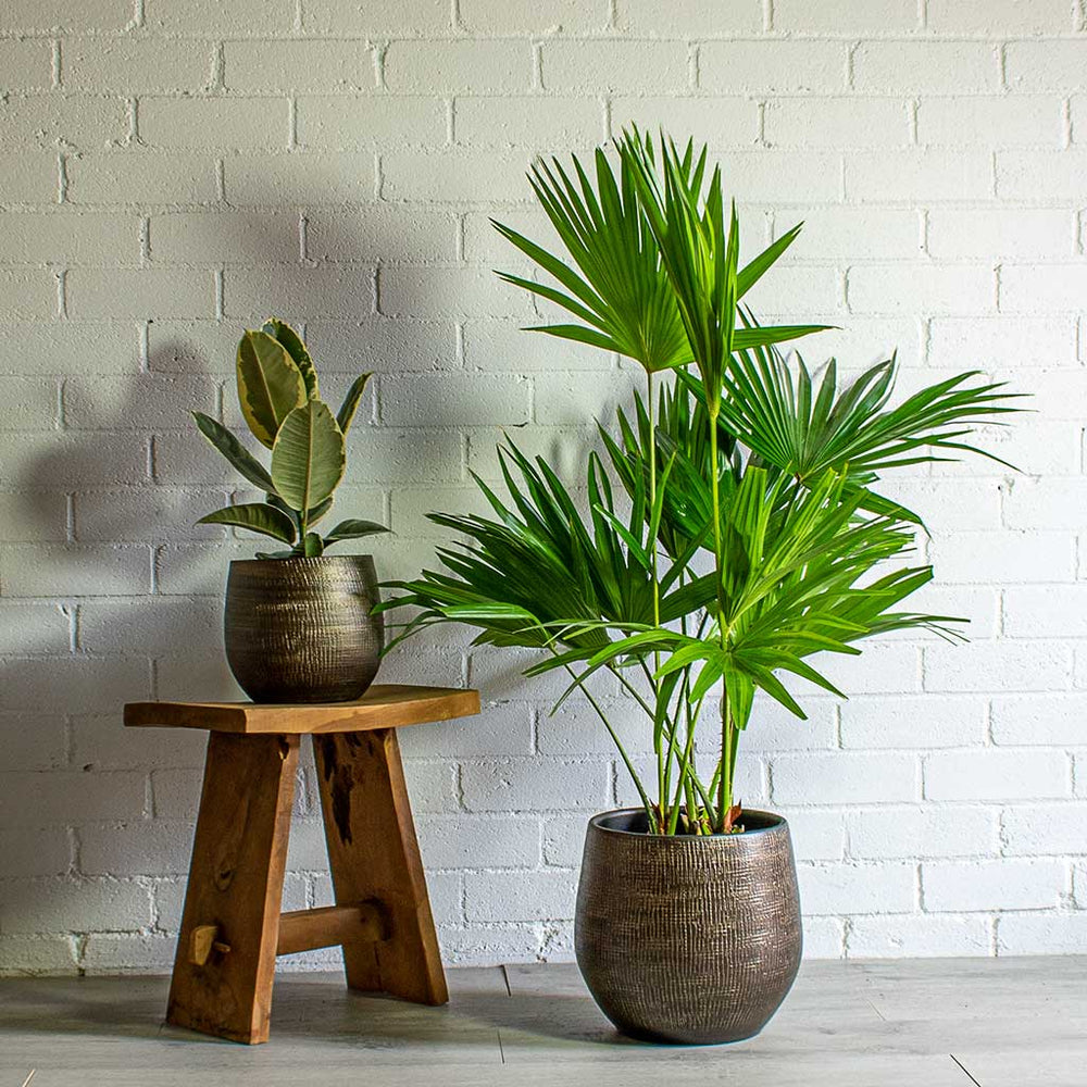 Livistona rotundifolia - Footstool Palm - Indoor Palms | Hortology ...