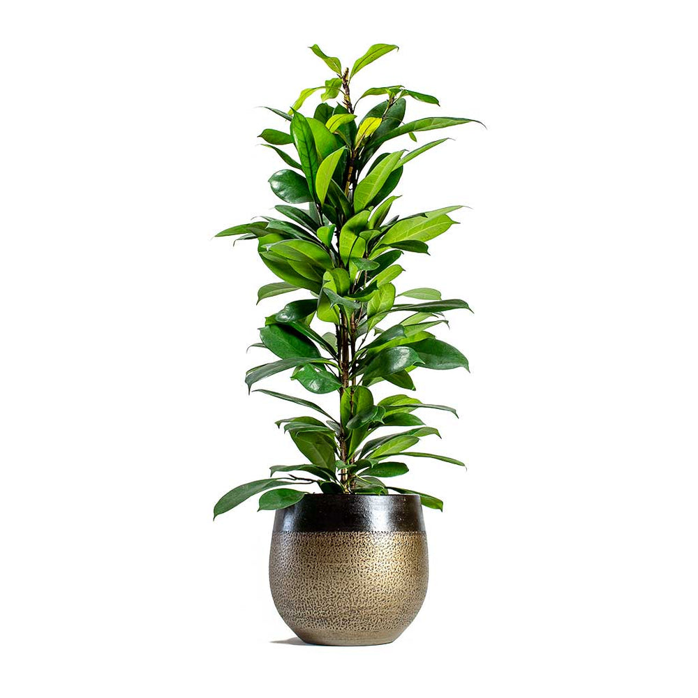 Ficus cyathistipula - African Fig Indoor Plants | Hortology - HORTOLOGY