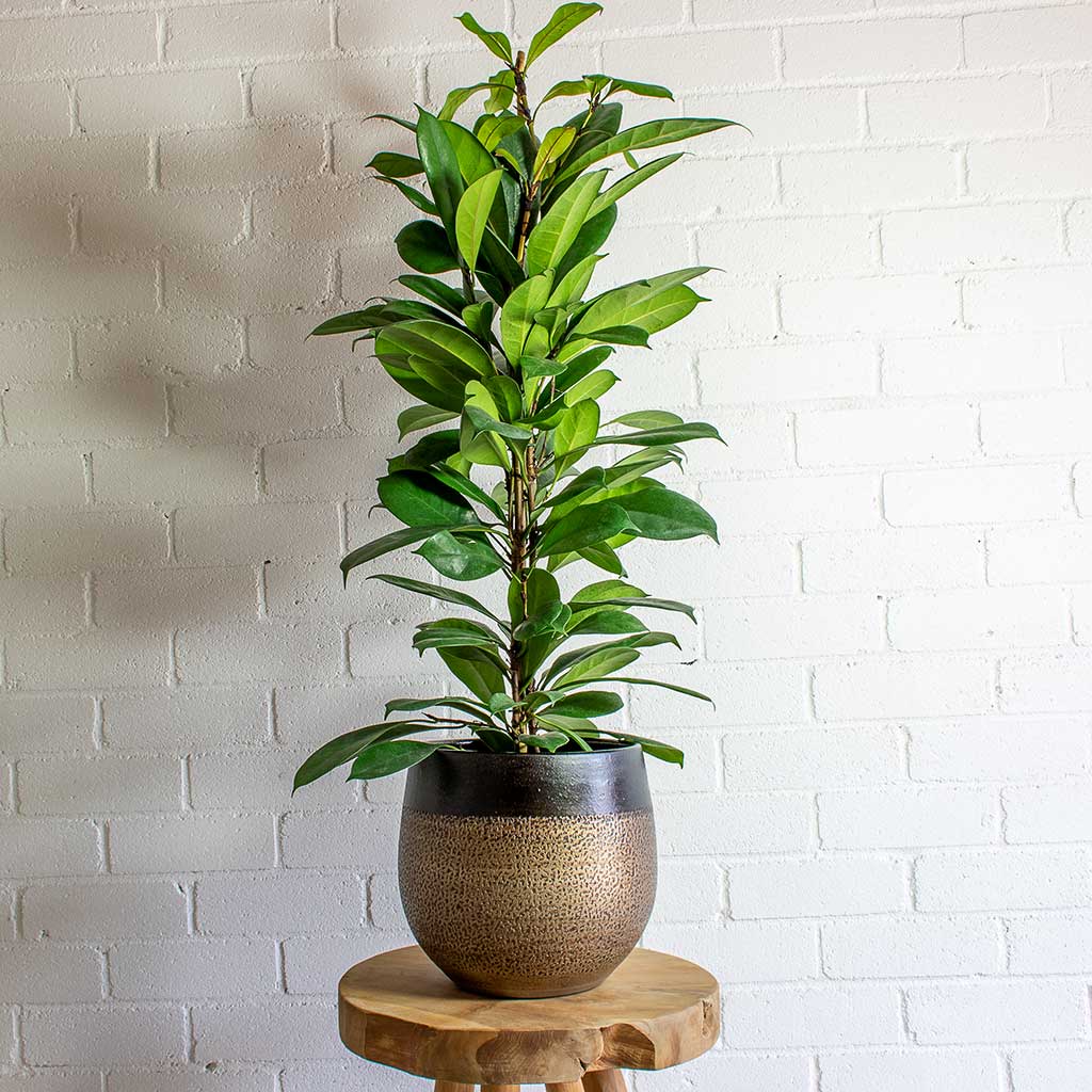 Ficus cyathistipula - African Fig Indoor Plants | Hortology - HORTOLOGY