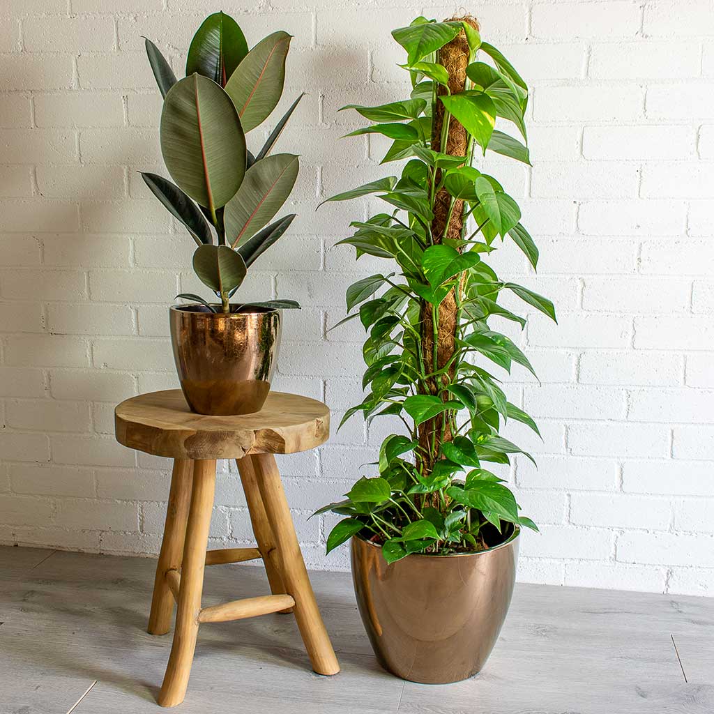 Sven Plant Pot - Gold - Quality Plant Pots | Hortology - HORTOLOGY